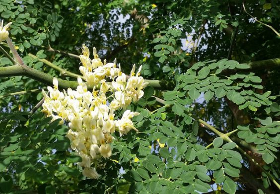 Moringa: The Miracle Tree | Siam Botanicals